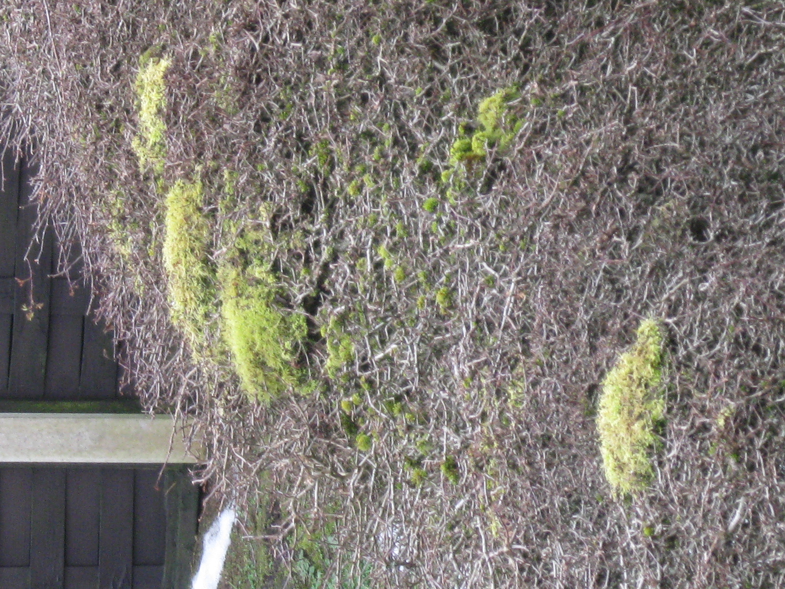 How To Remove Moss From The Garden , Plant Life Online