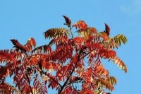 Sumac Tree, Staghorn Sumac Rhus typhina, Smooth Sumac Rhus glabra ...