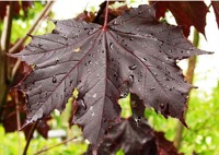 Royal Red Maple, Plant Life Online