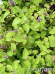 Hyssop, Plant Life Online