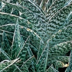 Partridge-breast, Tiger Aloe , Plant Life Online