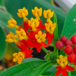 Blood Flower , Plant Life Online