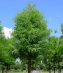 Bald Cypress, Plant Life Online