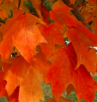 Fall Fiesta Sugar Maple, Acer maccarum 'Bailsta', Plant Life Online