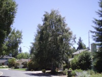 River Birch, Plant Life Online