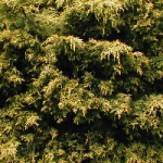 Gold Pfitzer Juniper, Plant Life Online