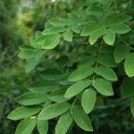 Summertime Amur Maackia, Plant Life Online