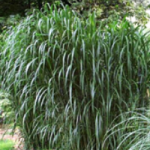 Giant Chinese Silver Grass, Plant Life Online