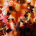 Pacific Sunset Maple, Plant Life Online