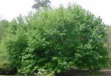 Acer miyabei, Street Maple, Plant Life Online