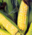 Sweet Corn , Plant Life Online