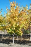 Unity Sugar Maple, Plant Life Online