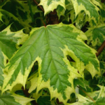 Variegated Norway Maple, Plant Life Online