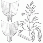 Kentucky Bluegrass, Plant Life Online